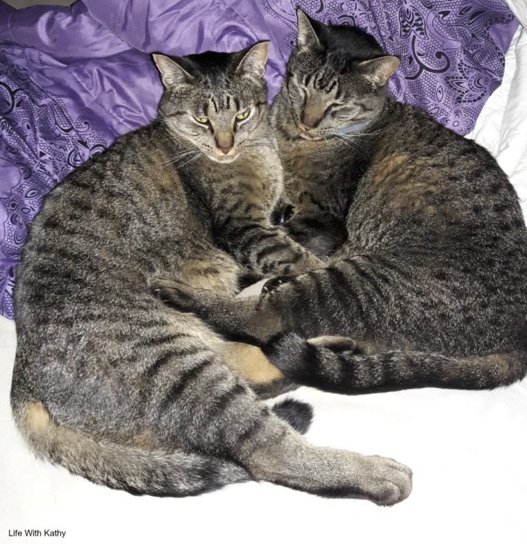 Spring Time With My Cats